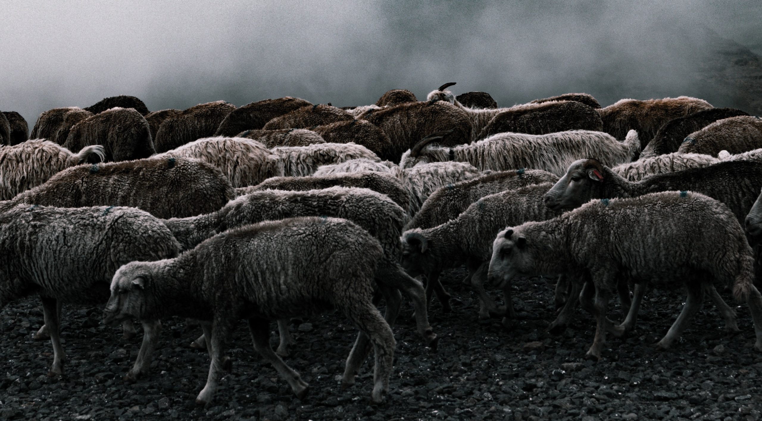 The Good Shepherd - Breaking Ground